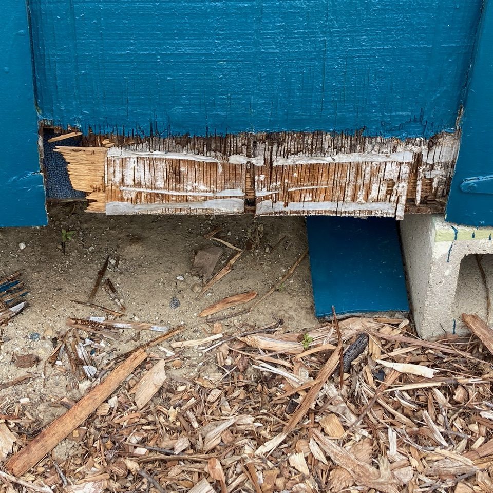 Condo Renovation Project « Santa Barbara Sea Shell Association